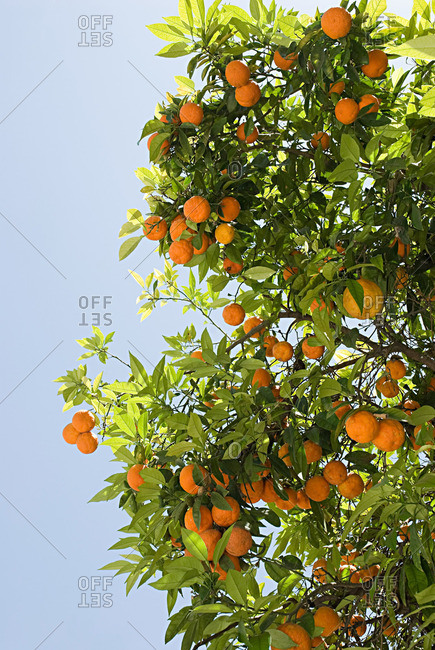 Orange Tree Samples
