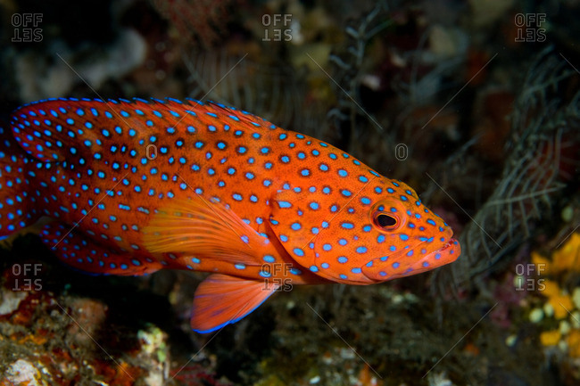 Red Spotted Grouper