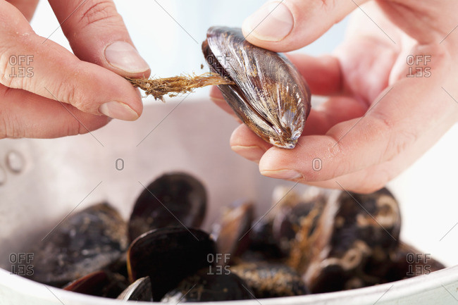 Removing beards from mussels - Offset stock photo - OFFSET