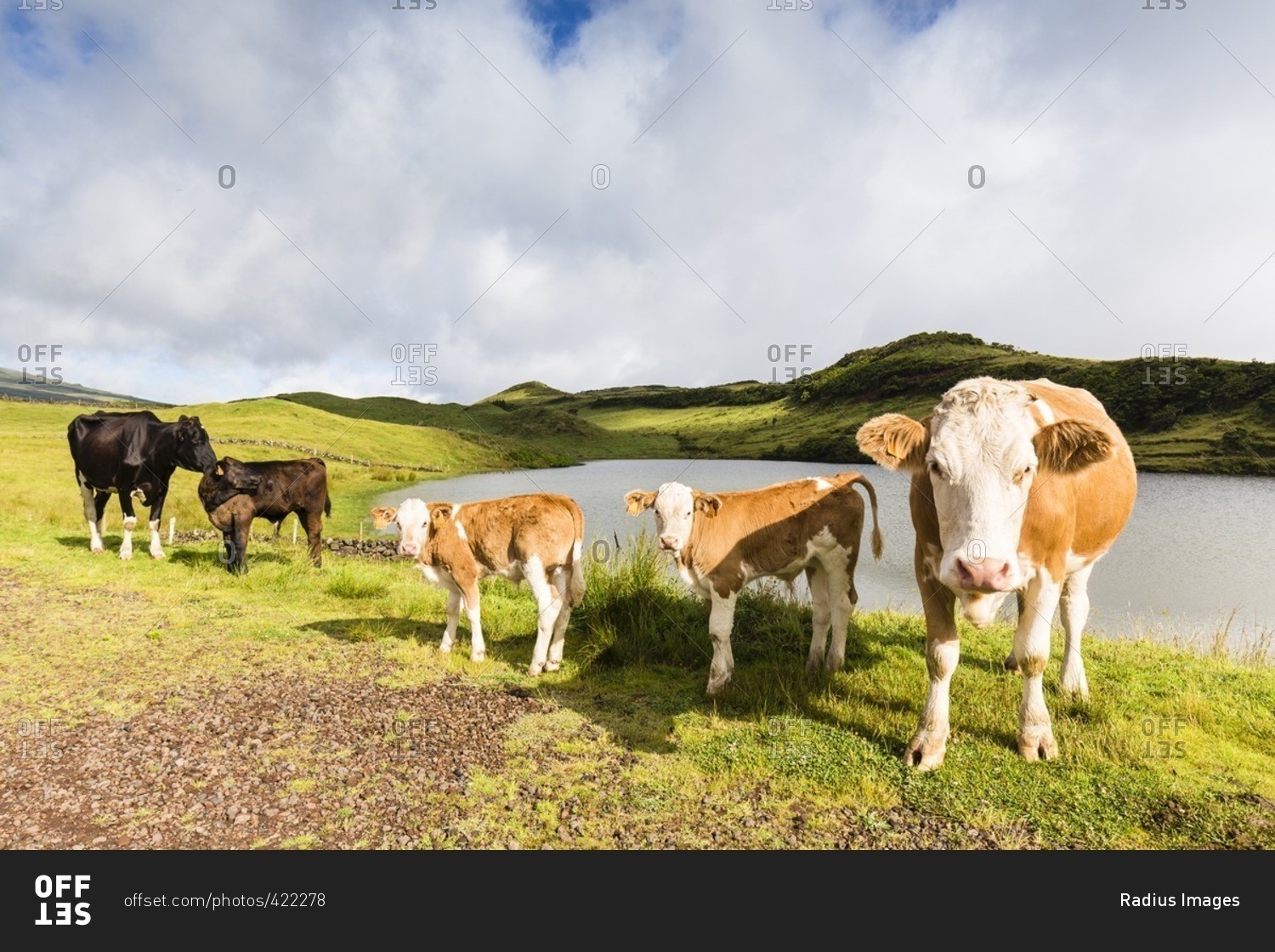 Herd of Cows by Lake do Capitao near Mount Pico, Sao Roque do Pico ...