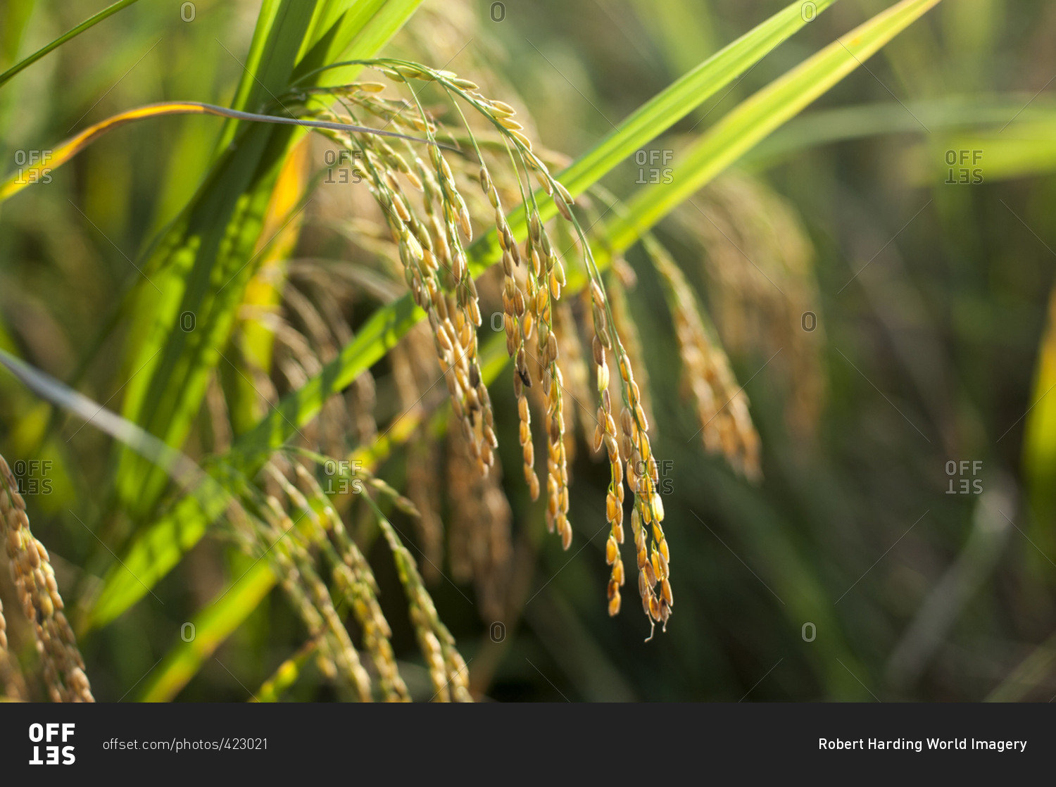 Fully matured rice ready to be harvested in Yunnan Province, China ...
