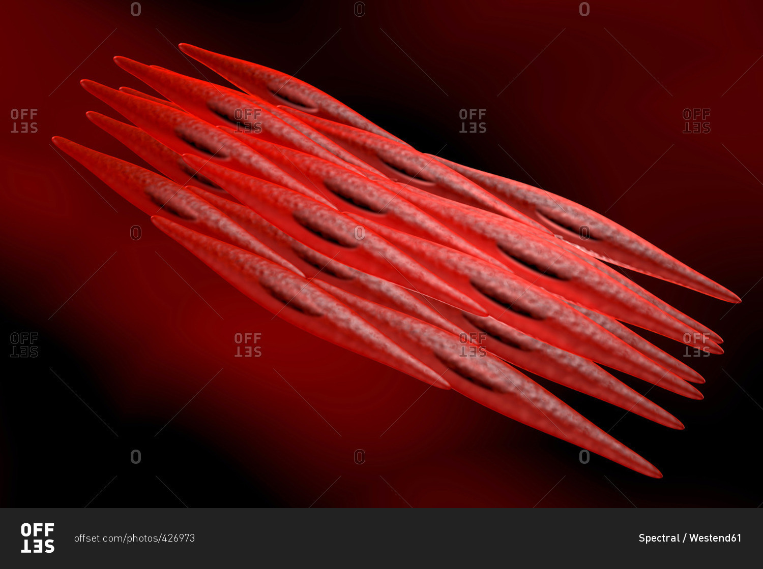3D rendered illustration of a non-striated myocyte, smooth muscle cell ...