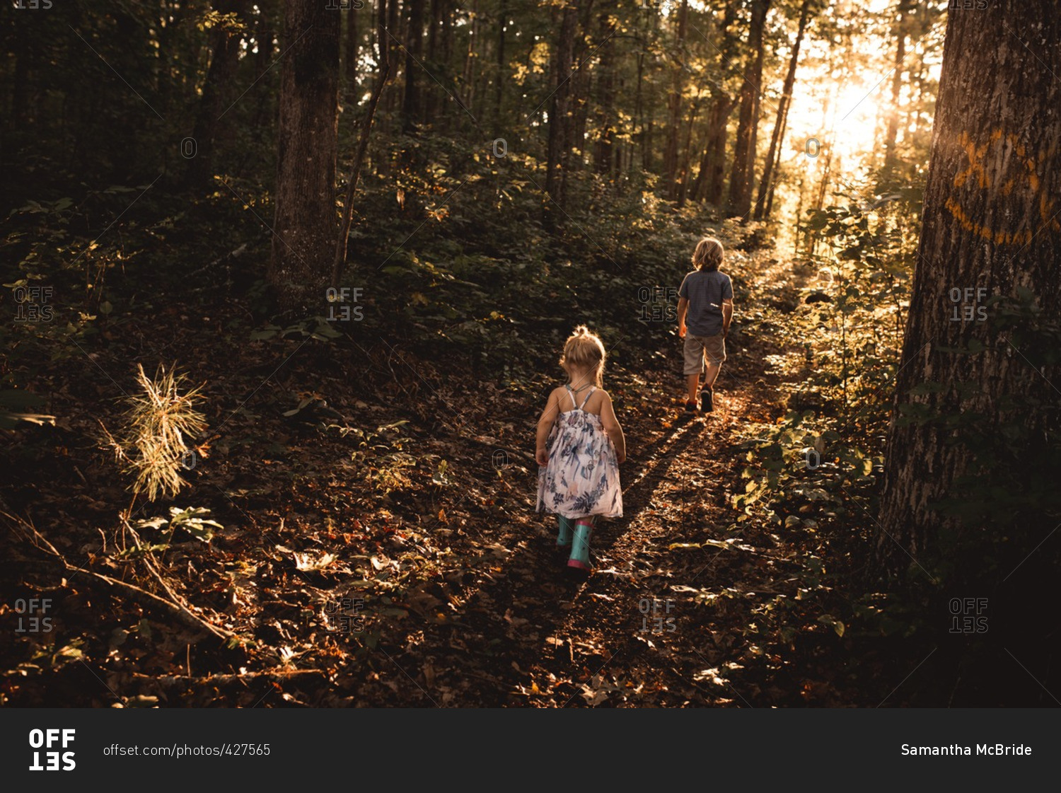 Two children exploring forest in sunlight stock photo - OFFSET
