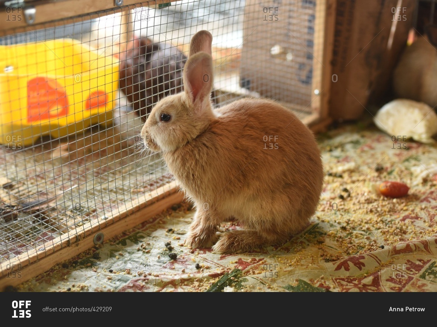 Rabbit in a pen - Offset stock photo - OFFSET