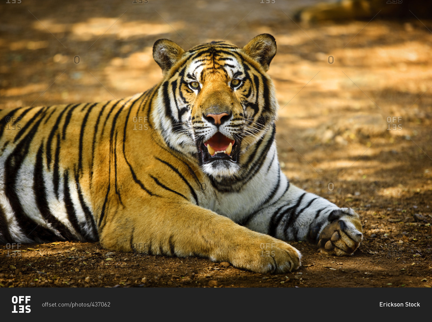 Tiger Lying Down During