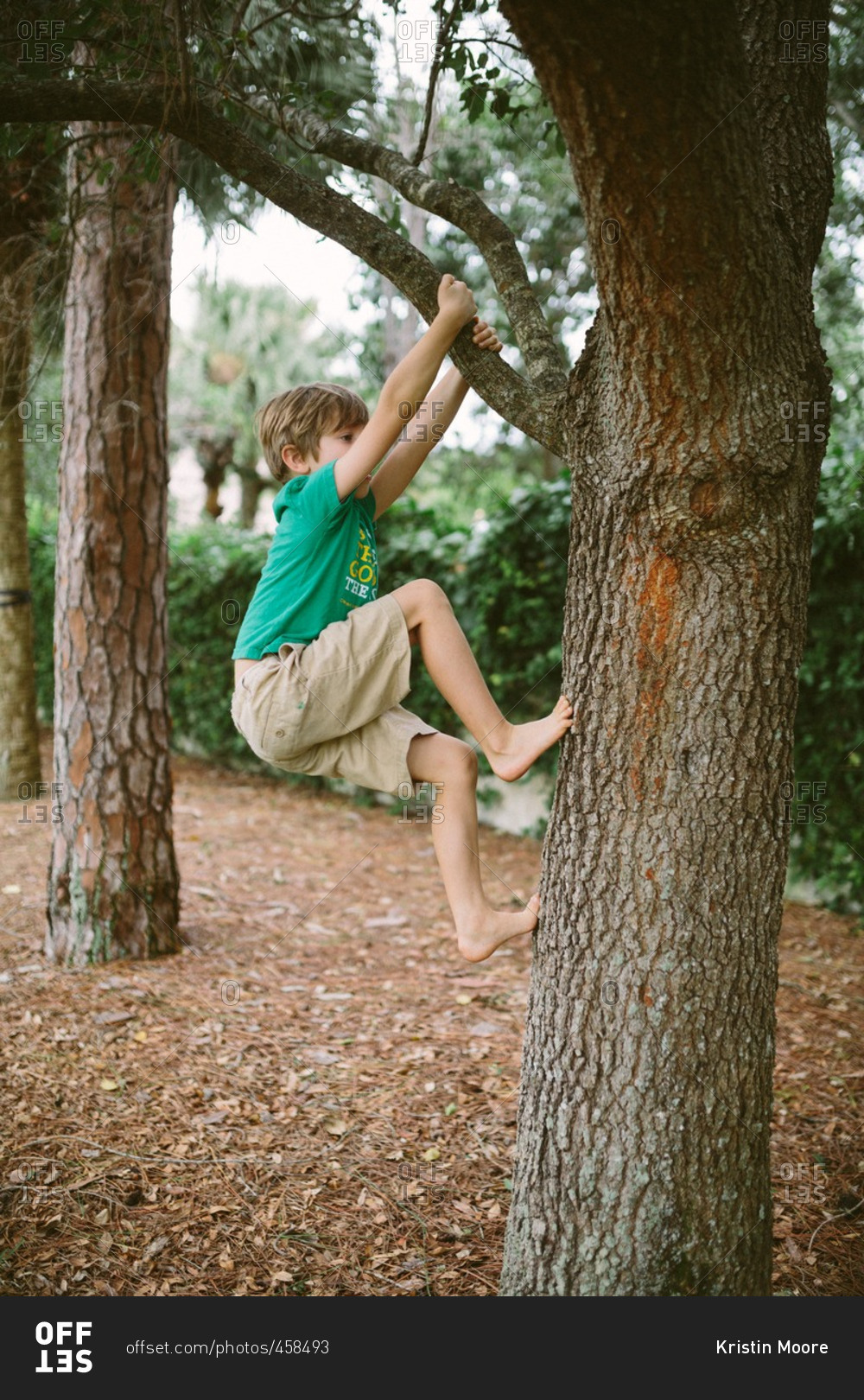 Young boy climbing up on a tree branch stock photo - OFFSET Young boy climbing up on a tree branch stock photo - OFFSET