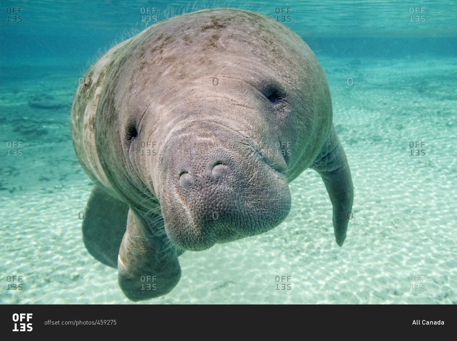 Florida manatee (Trichechus manatus latirostris), Crystal River, west-central Florida, U.S.A ...