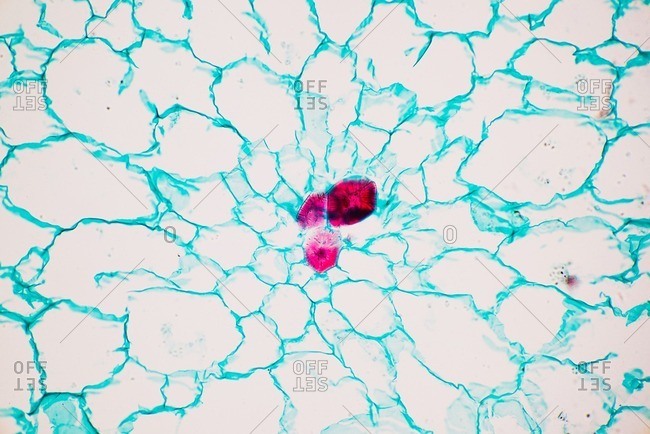 Light micrograph of pear's cells stock photo - OFFSET