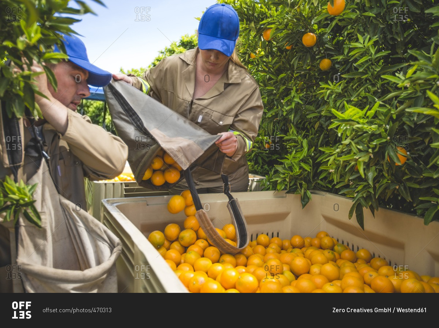 Farm workers on plantation plucking oranges stock photo - OFFSET