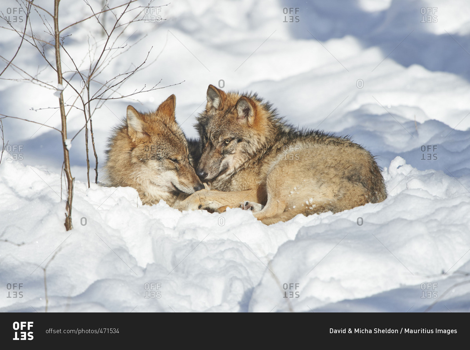 Two wolves, Canis lupus, cuddling in a snowy forest stock photo - OFFSET