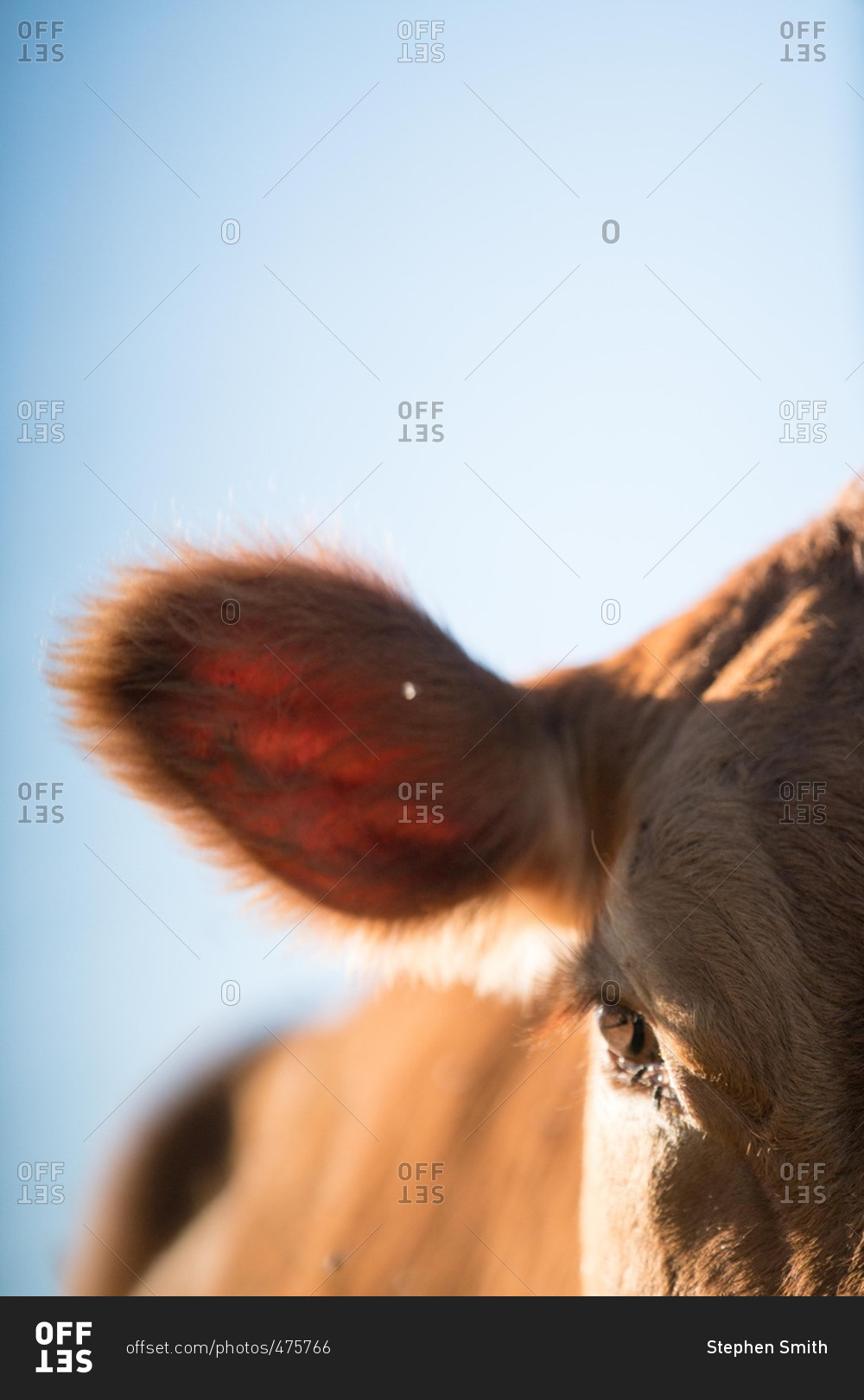 Close up of a cow's ear stock photo - OFFSET
