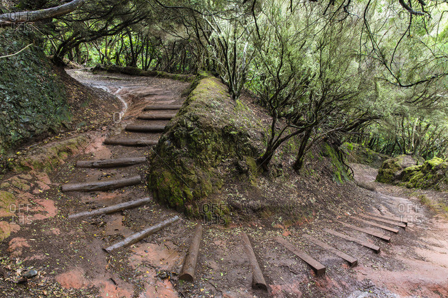 Wooden steps curving downhill on a forest hiking path - Stock Image ...