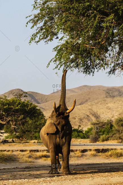 Elephant reaching for tree leaves in savanna landscape - Stock Image ...
