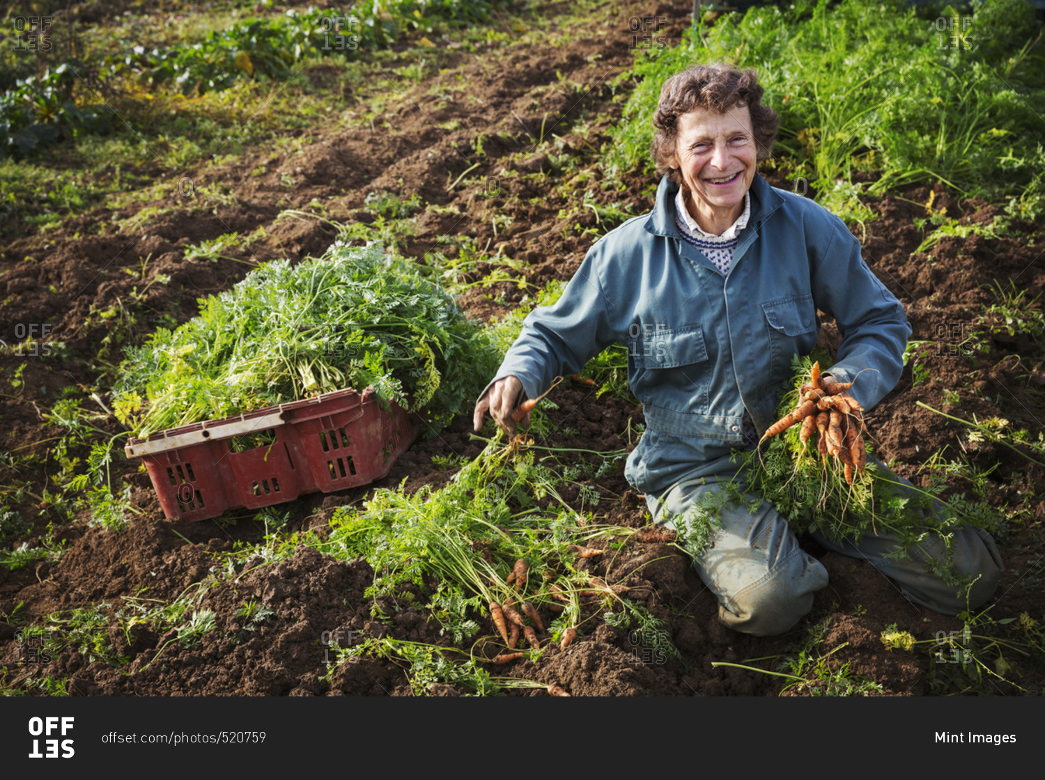 Real People Harvest Vegetables