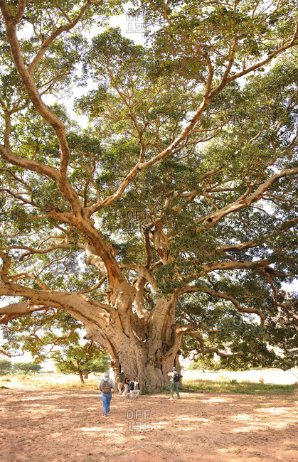 Ethiopia, Tigray . giant Sicomoro tree near Mariam Papaseity church ...