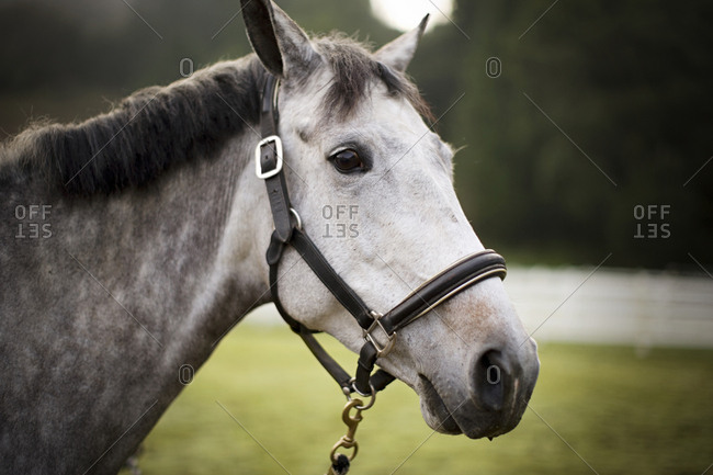 Dapple Grey Horse Head