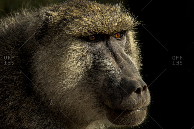 Baboon Face Profile
