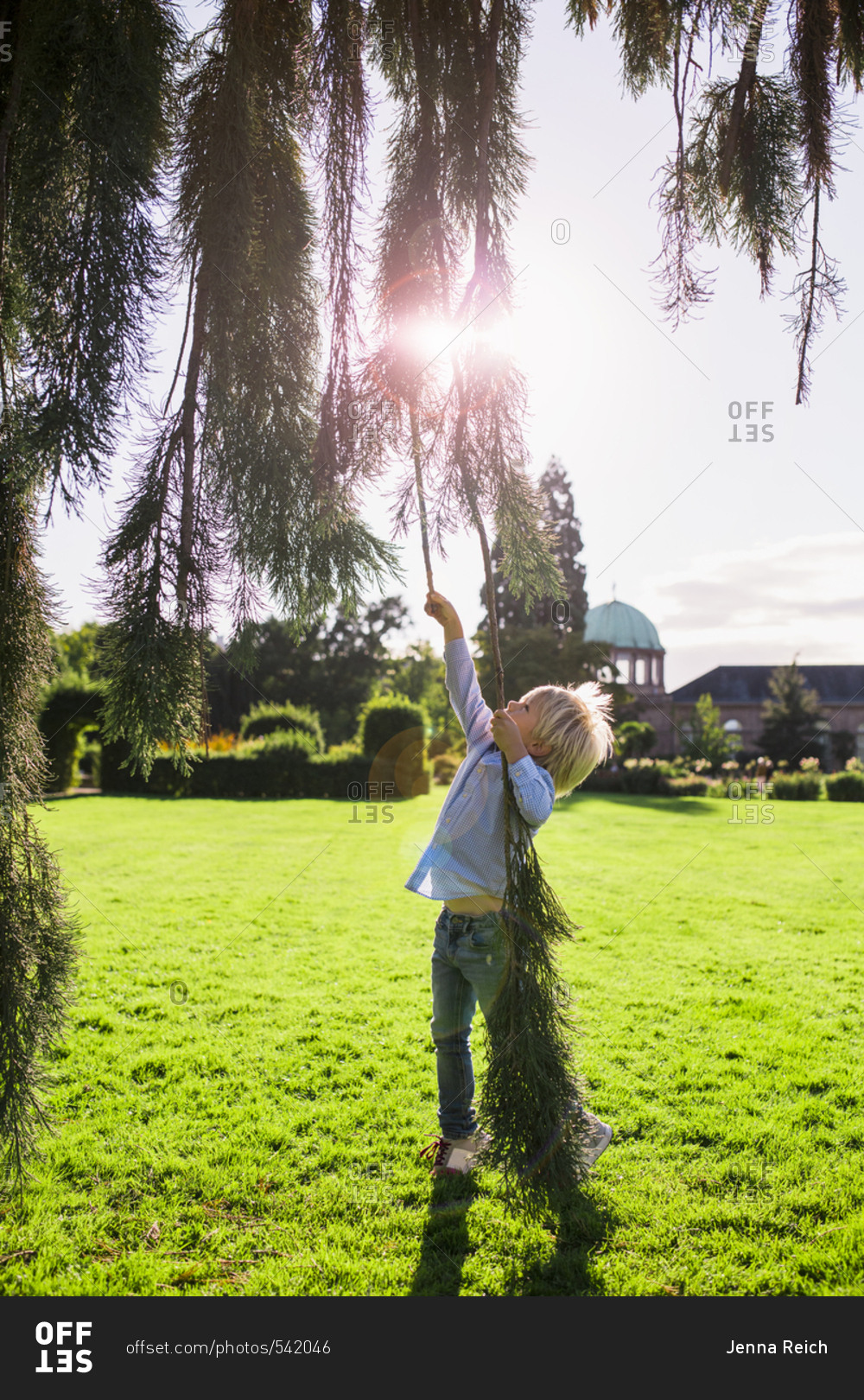Little boy reaching up for a tree branch stock photo - OFFSET