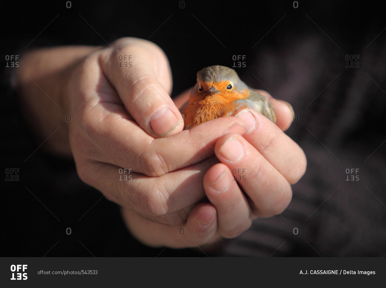 France, Robin in the palm of the hand stock photo - OFFSET