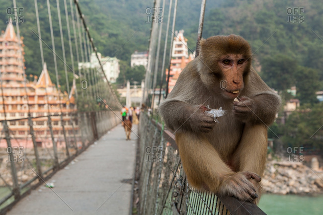 Monkey On Rope Bridge