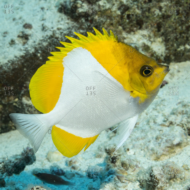 Pyramid Butterflyfish
