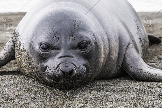 Cute Elephant Seal Pup