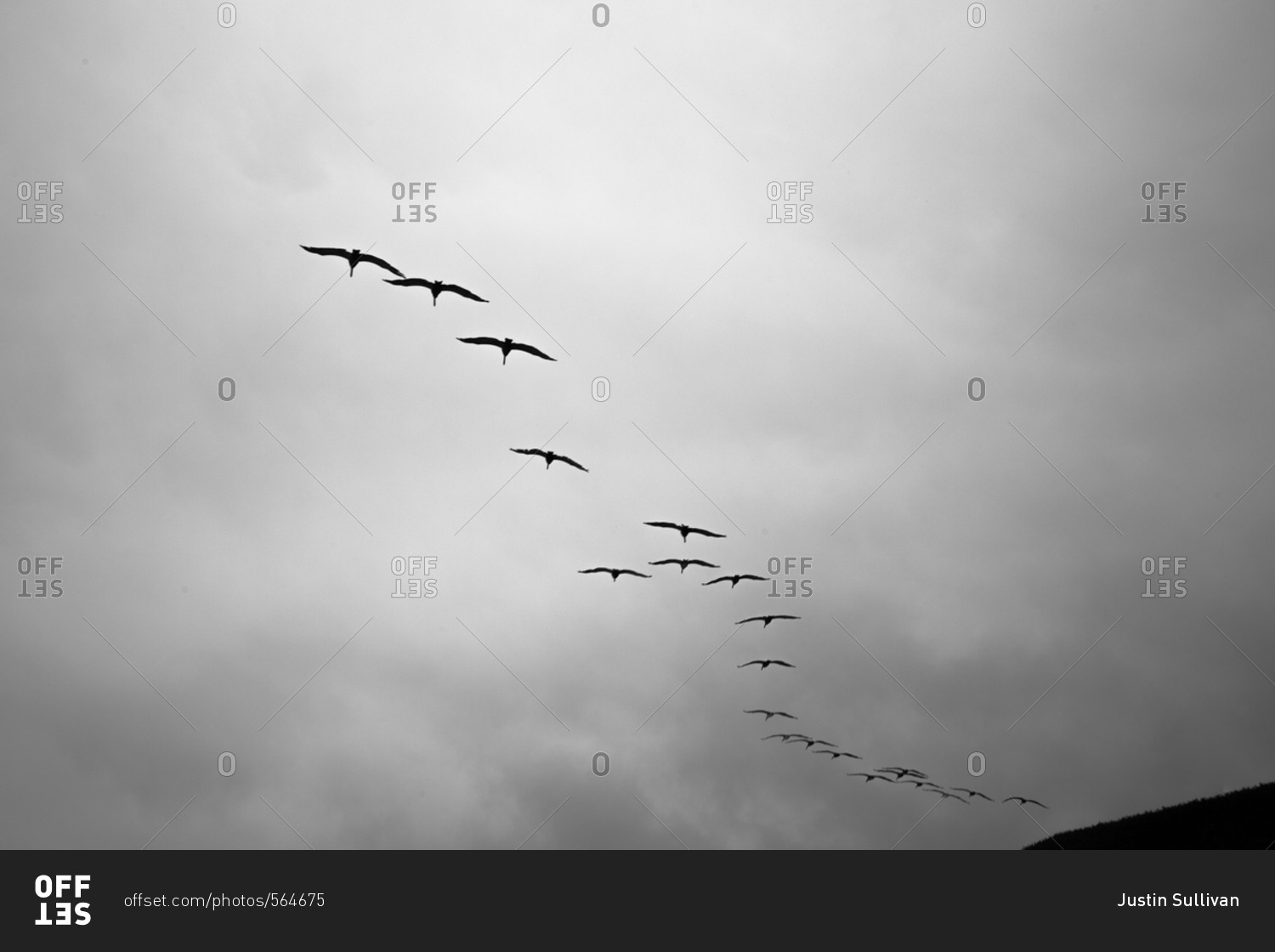 Flock of birds flying in a row in a cloudy sky - Stock Image - Everypixel
