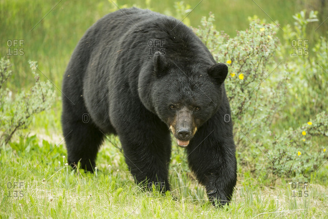 Huge and Monstrous Bears in Size and Musculature - Valley Of The Beasts