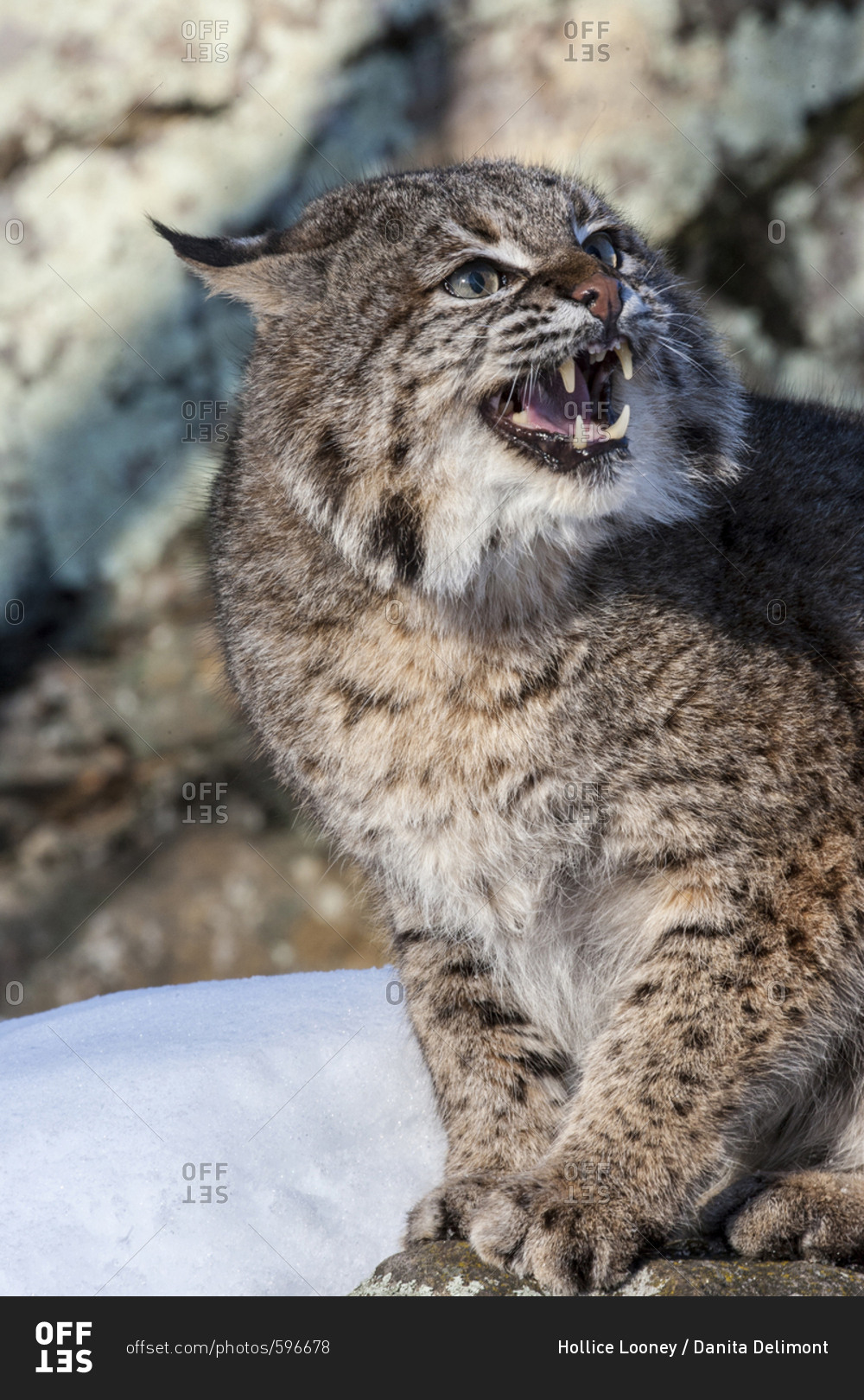 Angry Bobcats Animals