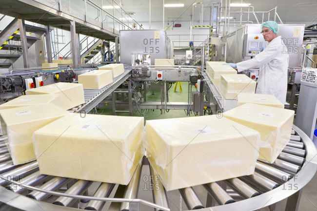 Worker handling large blocks of cheese at production line in processing ...