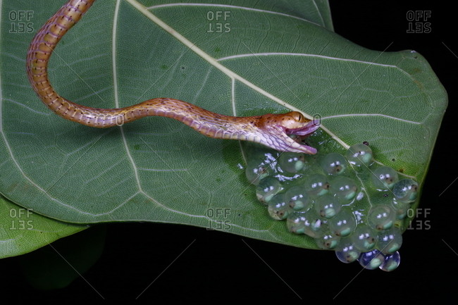 A Plain Tree Snake, Imantodes inornatus, swallowing red eyed tree frog ...