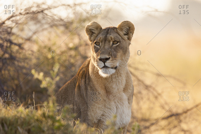 Lioness Sitting Profile