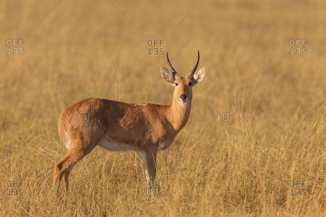 Red Lechwe Female Eating