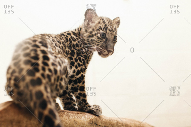 Baby White Leopard Wallpaper