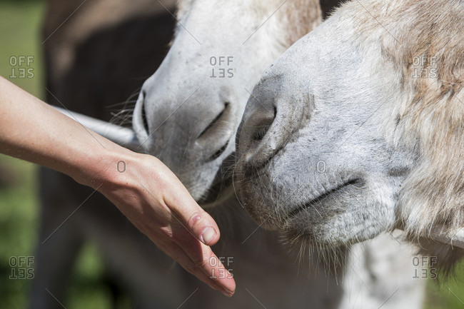 A female reaches out her hand to the noses of two donkeys - Stock Image ...