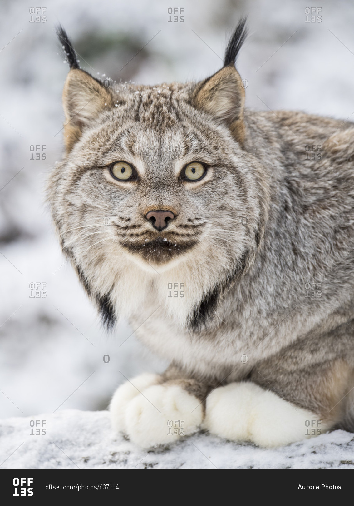 Portrait of lynx (Lynx canadensis) lying on snow, Haines, Alaska, USA ...