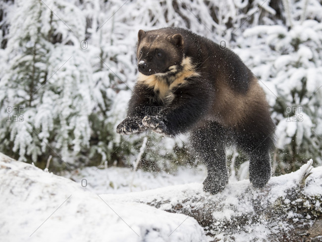 Side view of wolverine (Gulo gulo) in controlled situation jumping on ...