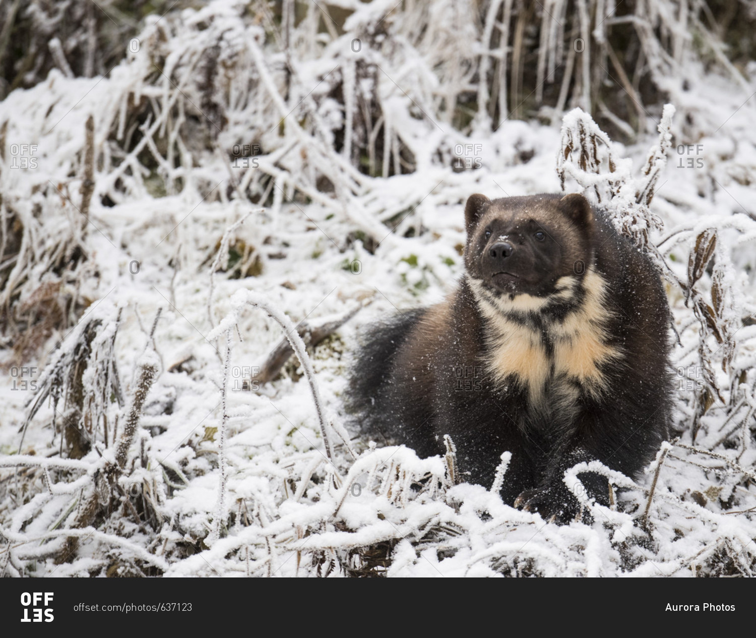Front view of wolverine (Gulo gulo) in controlled situation sitting on ...