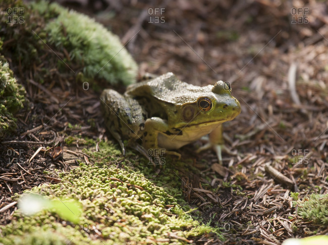 frog stock photos - OFFSET