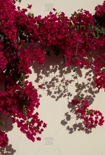 Wall of overgrown flower vines - Stock Image - Everypixel