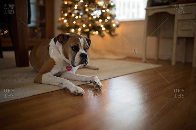 Christmas Boxer Puppies Wallpaper