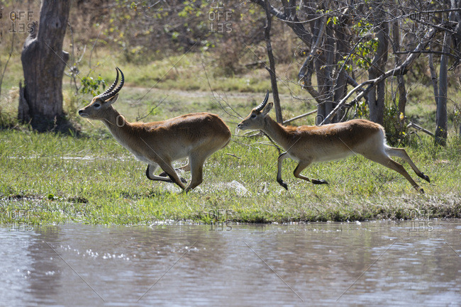 Red Lechwe Female Eating