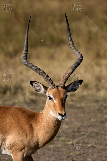 African Impala Head