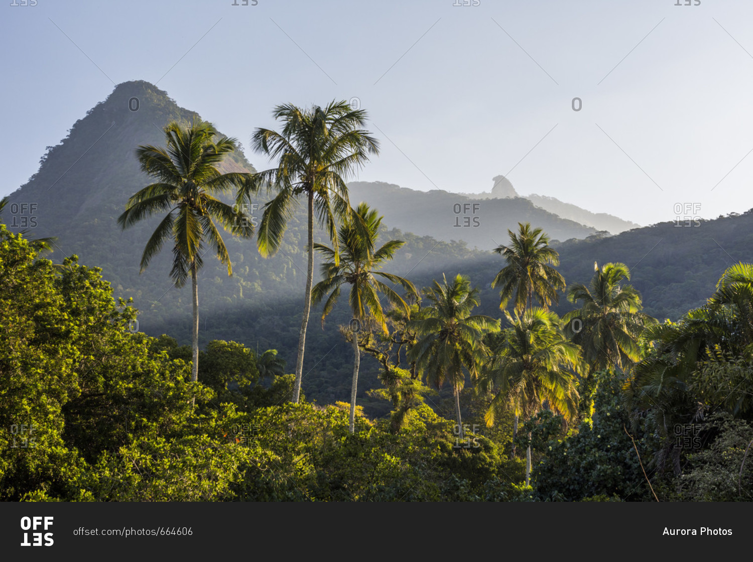 Coconut Trees In Rainforest