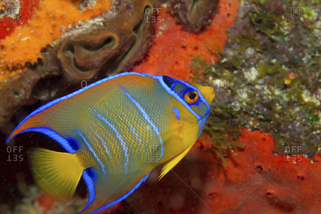 Queen Angelfish Juvenile