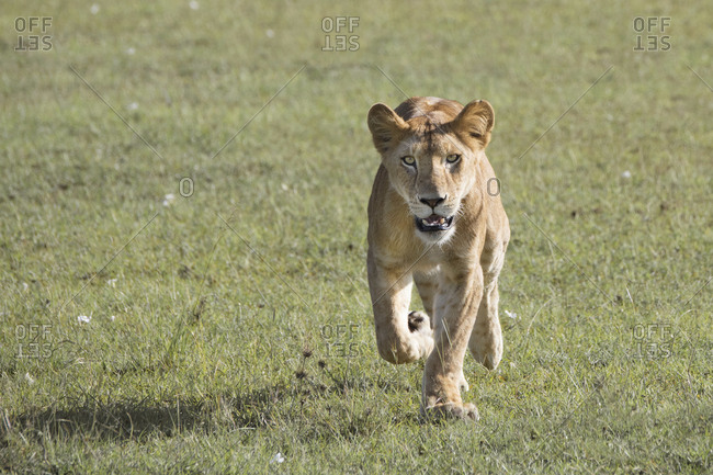 Female Lions Running
