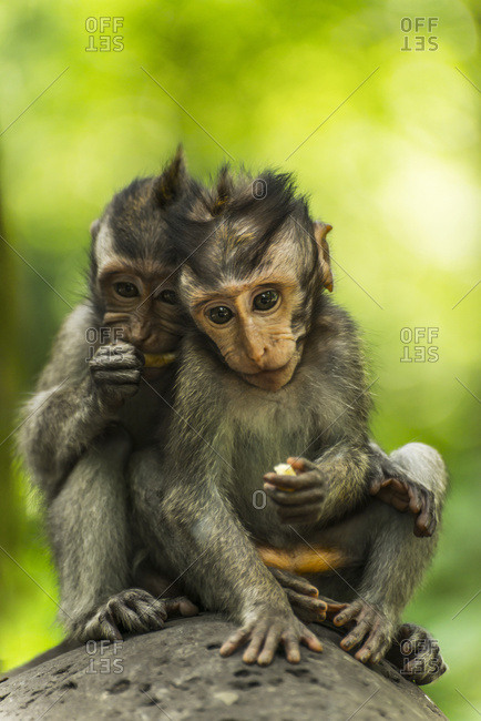 Two Monkeys Holding Hands