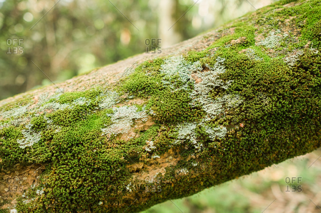 Close up of moss on log stock photo - OFFSET