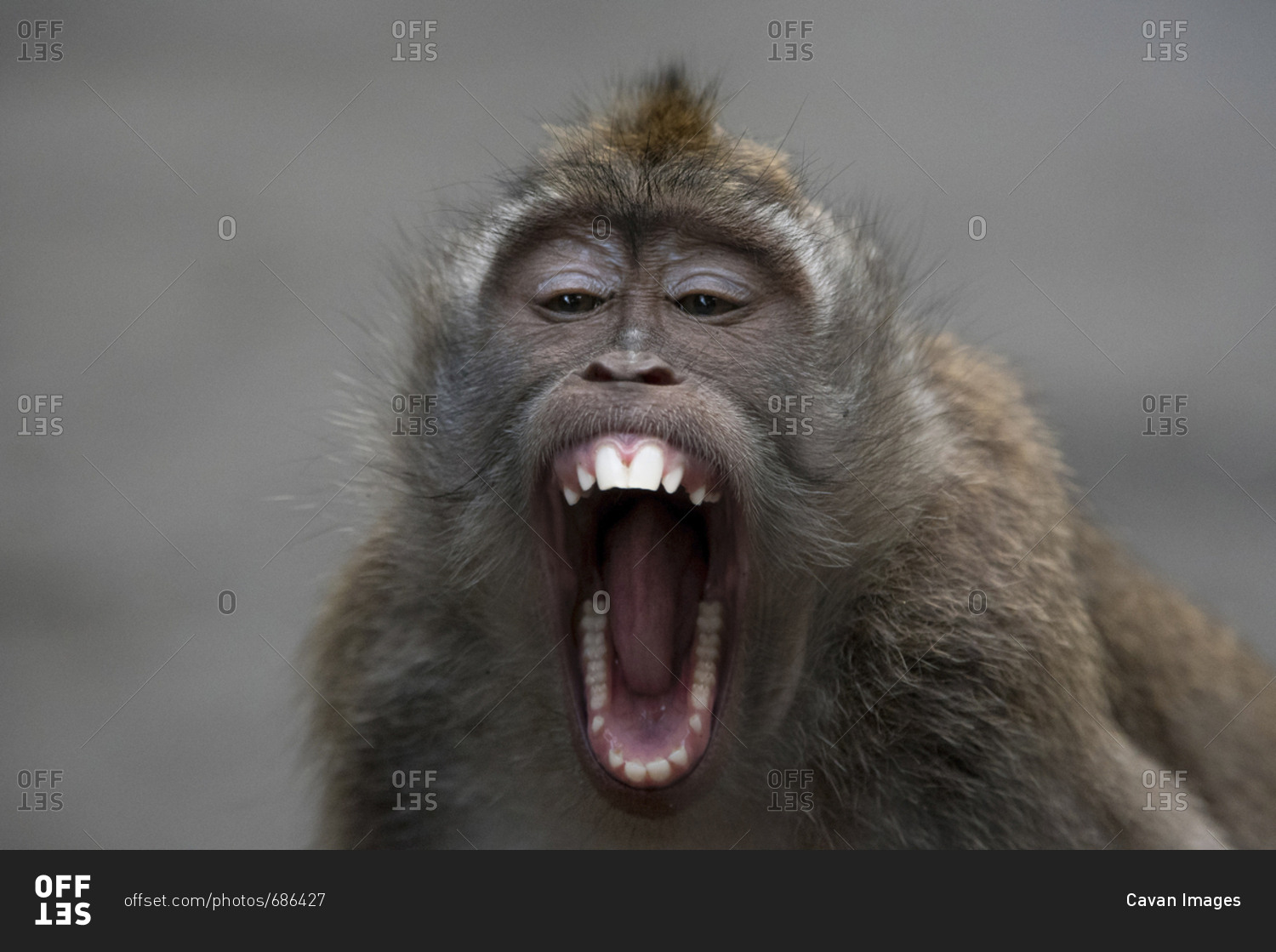Close-up portrait of monkey with mouth open sitting outdoors stock ...