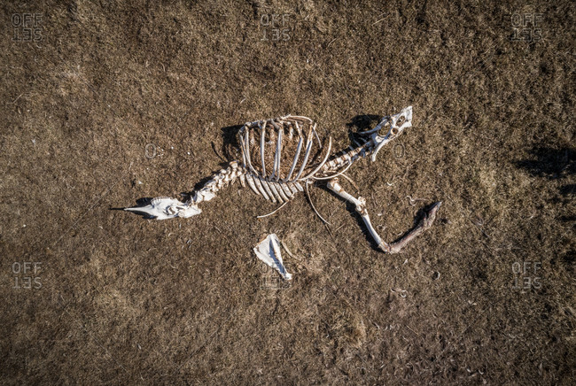 Skeleton nature Images - Search Images on Everypixel